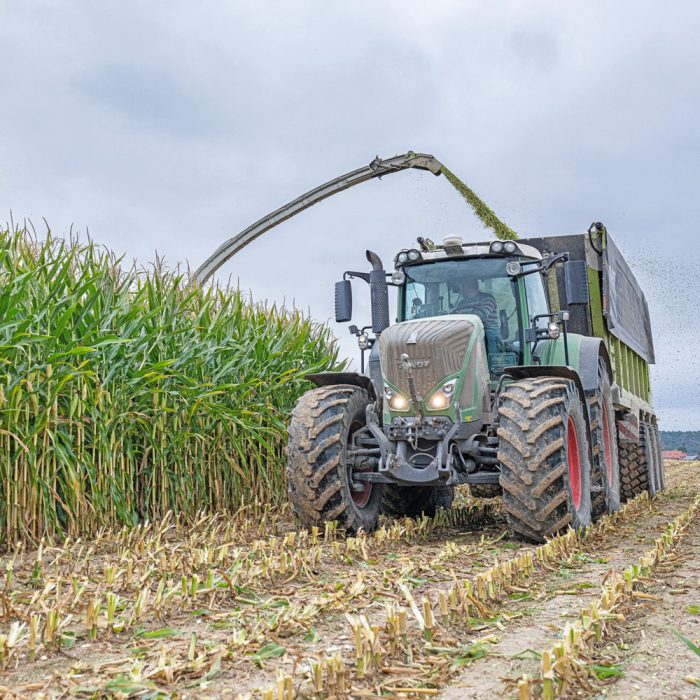 Maize - Hunt Agri Services : Hunt Agri Services