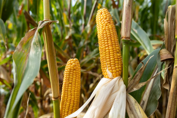 Maize - Hunt Agri Services : Hunt Agri Services