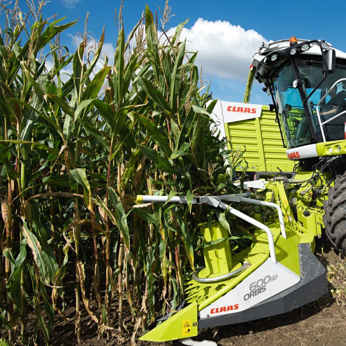 Maize - Hunt Agri Services : Hunt Agri Services