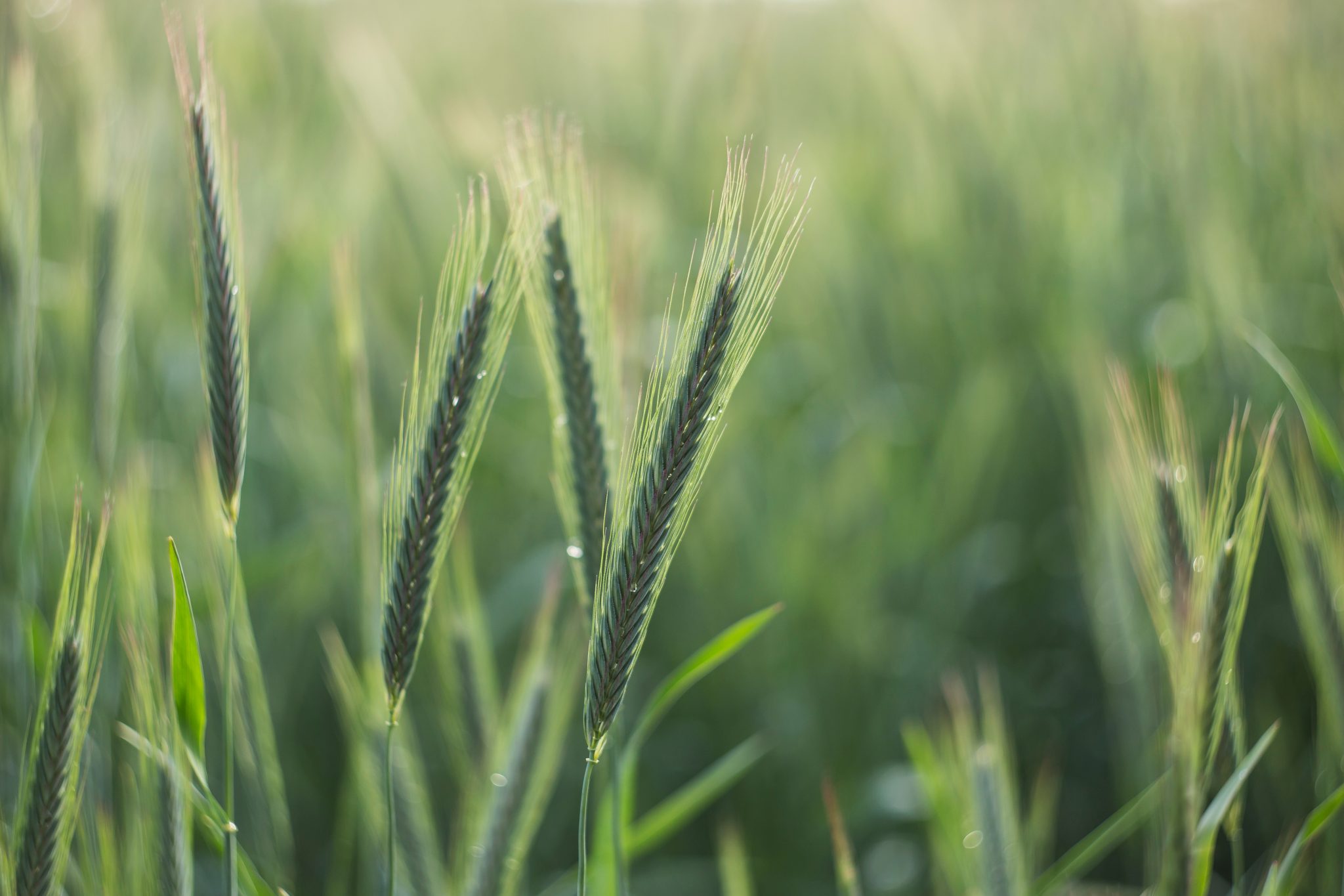 Hybrid Rye - Hunt Agri Services : Hunt Agri Services