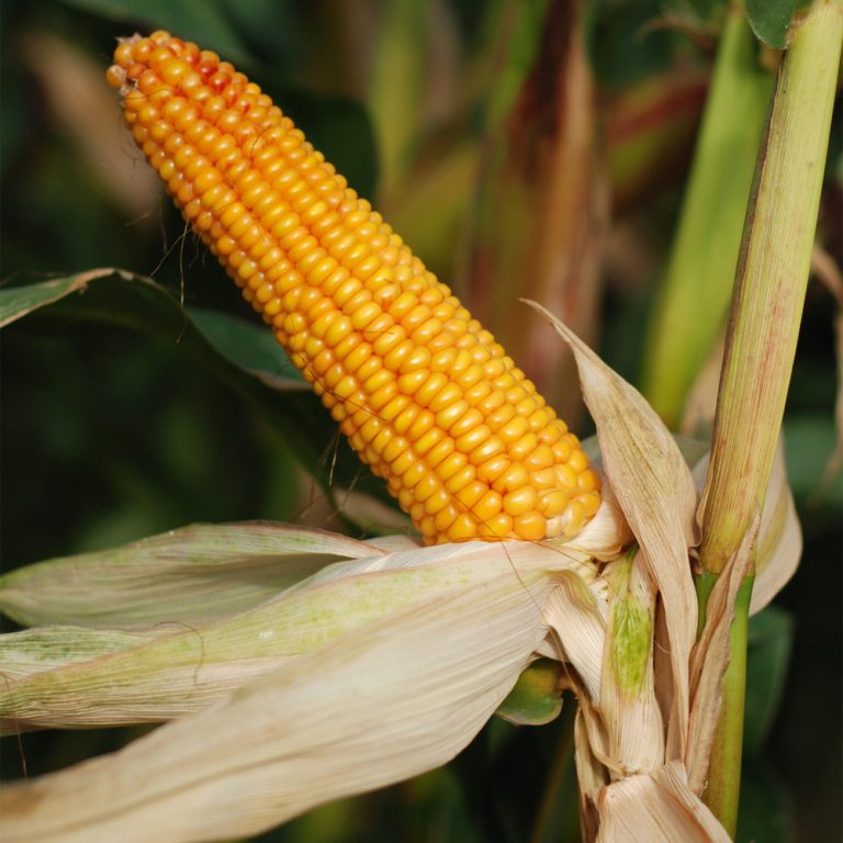 Maize - Hunt Agri Services : Hunt Agri Services