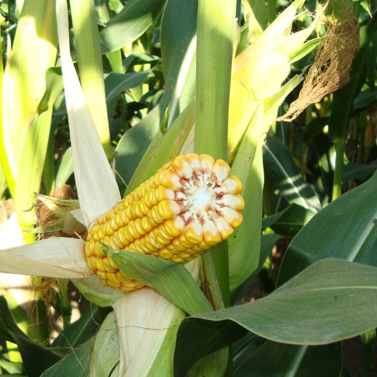 Maize - Hunt Agri Services : Hunt Agri Services