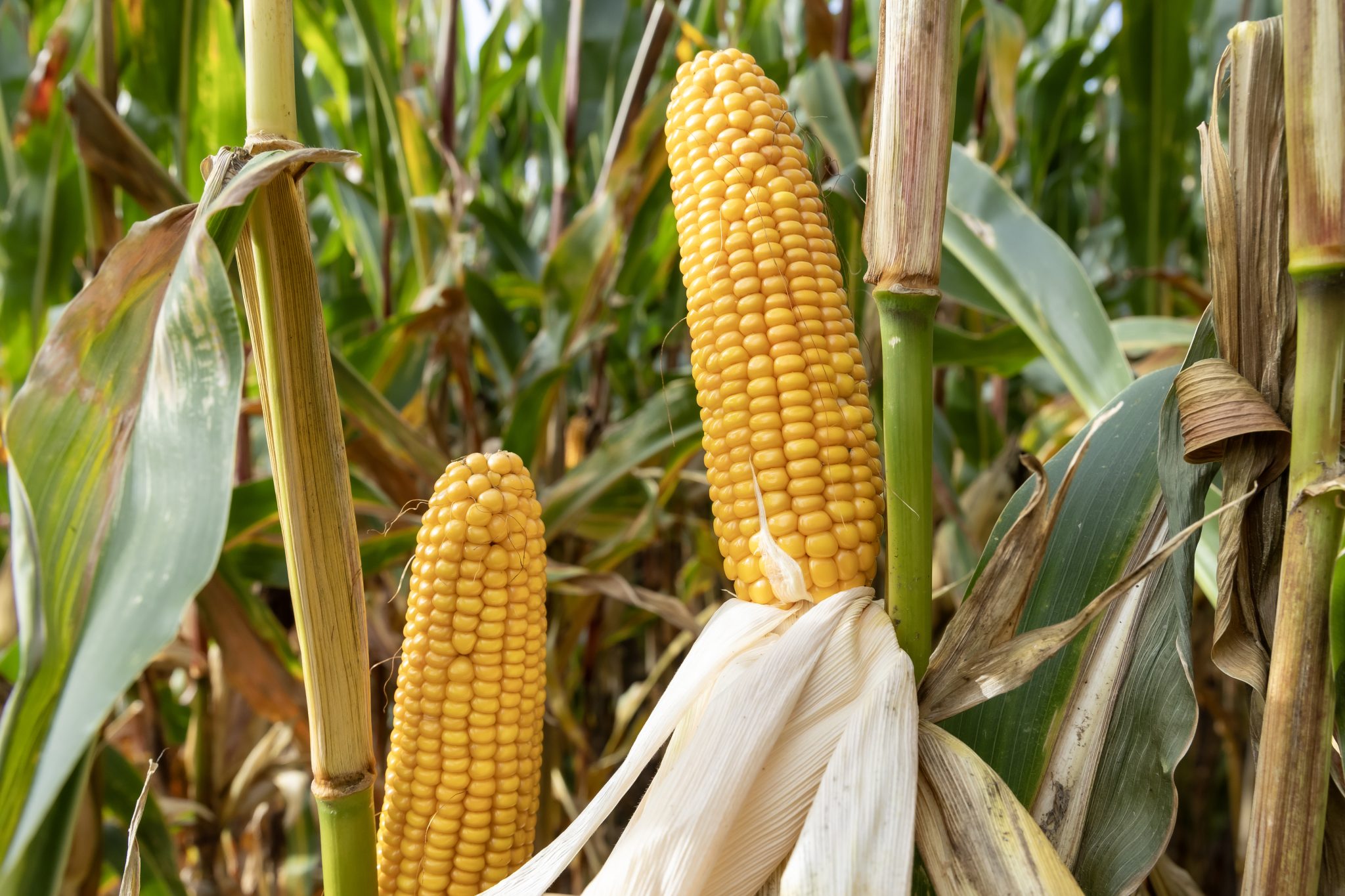 Maize - Hunt Agri Services : Hunt Agri Services