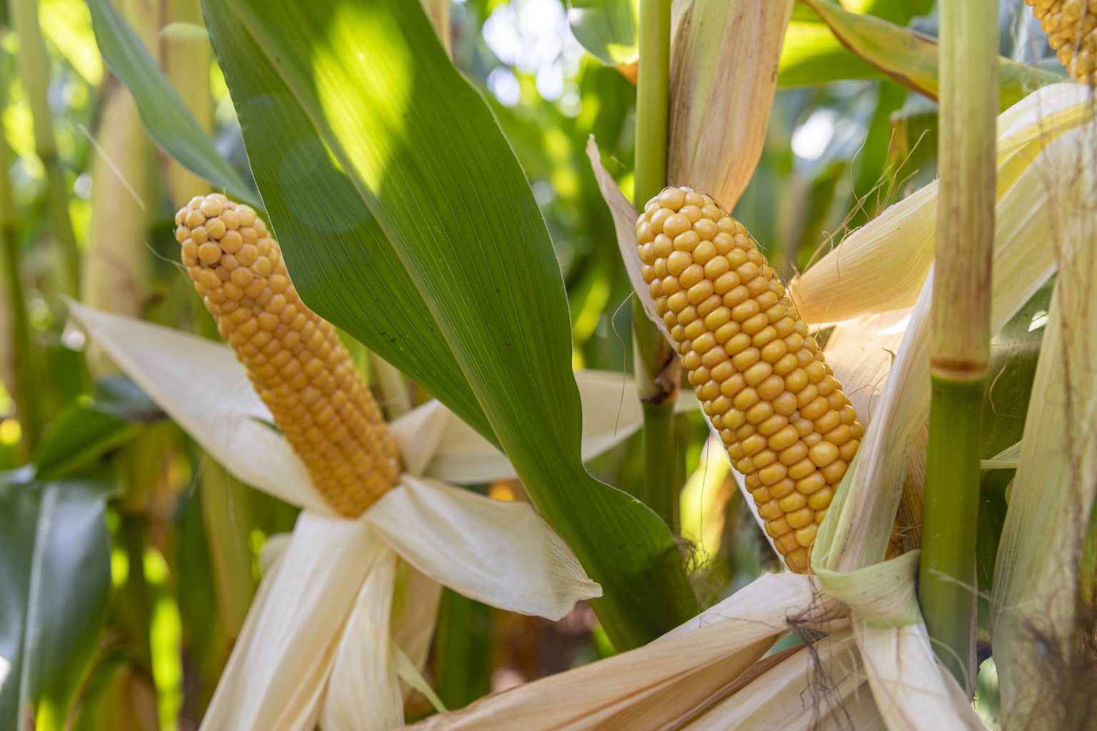 Maize - Hunt Agri Services : Hunt Agri Services