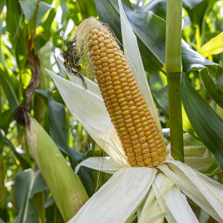 Maize - Hunt Agri Services : Hunt Agri Services