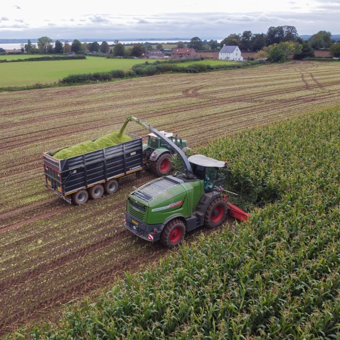 Maize - Hunt Agri Services : Hunt Agri Services
