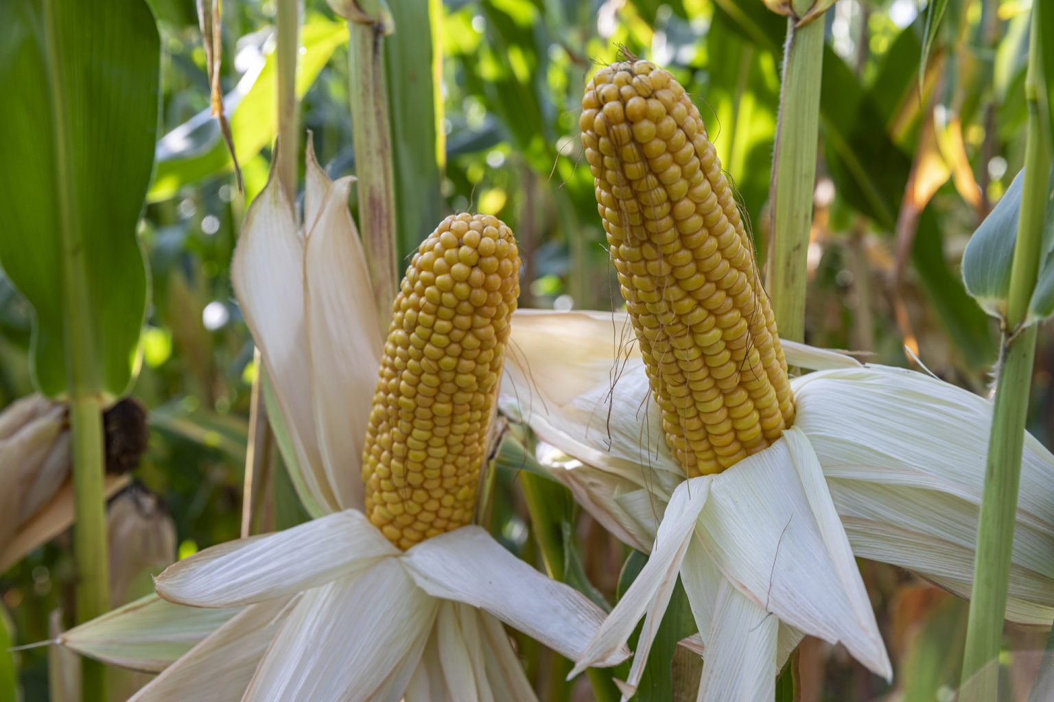 Maize - Hunt Agri Services : Hunt Agri Services