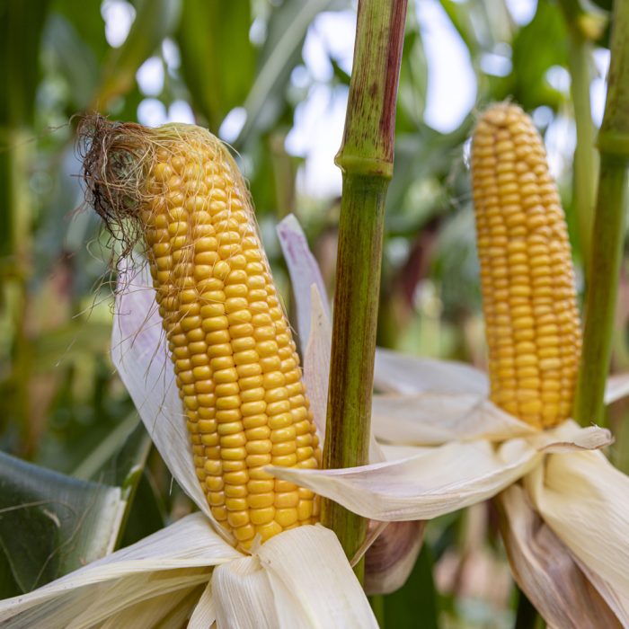 Maize - Hunt Agri Services : Hunt Agri Services