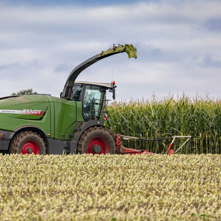 Maize - Hunt Agri Services : Hunt Agri Services