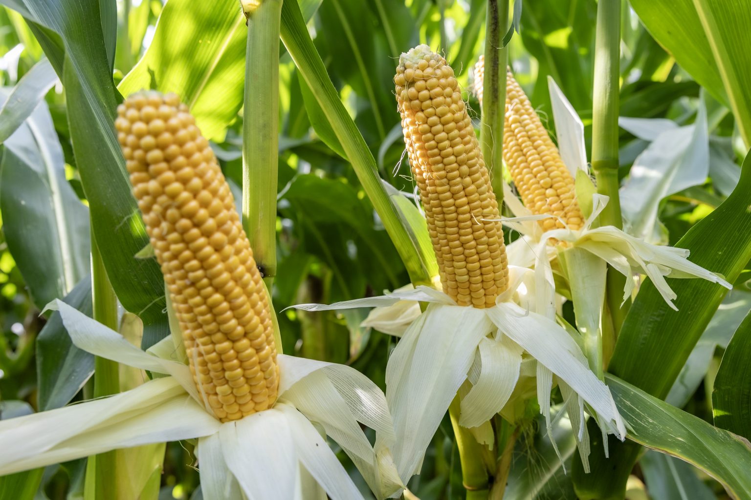 Maize - Hunt Agri Services : Hunt Agri Services