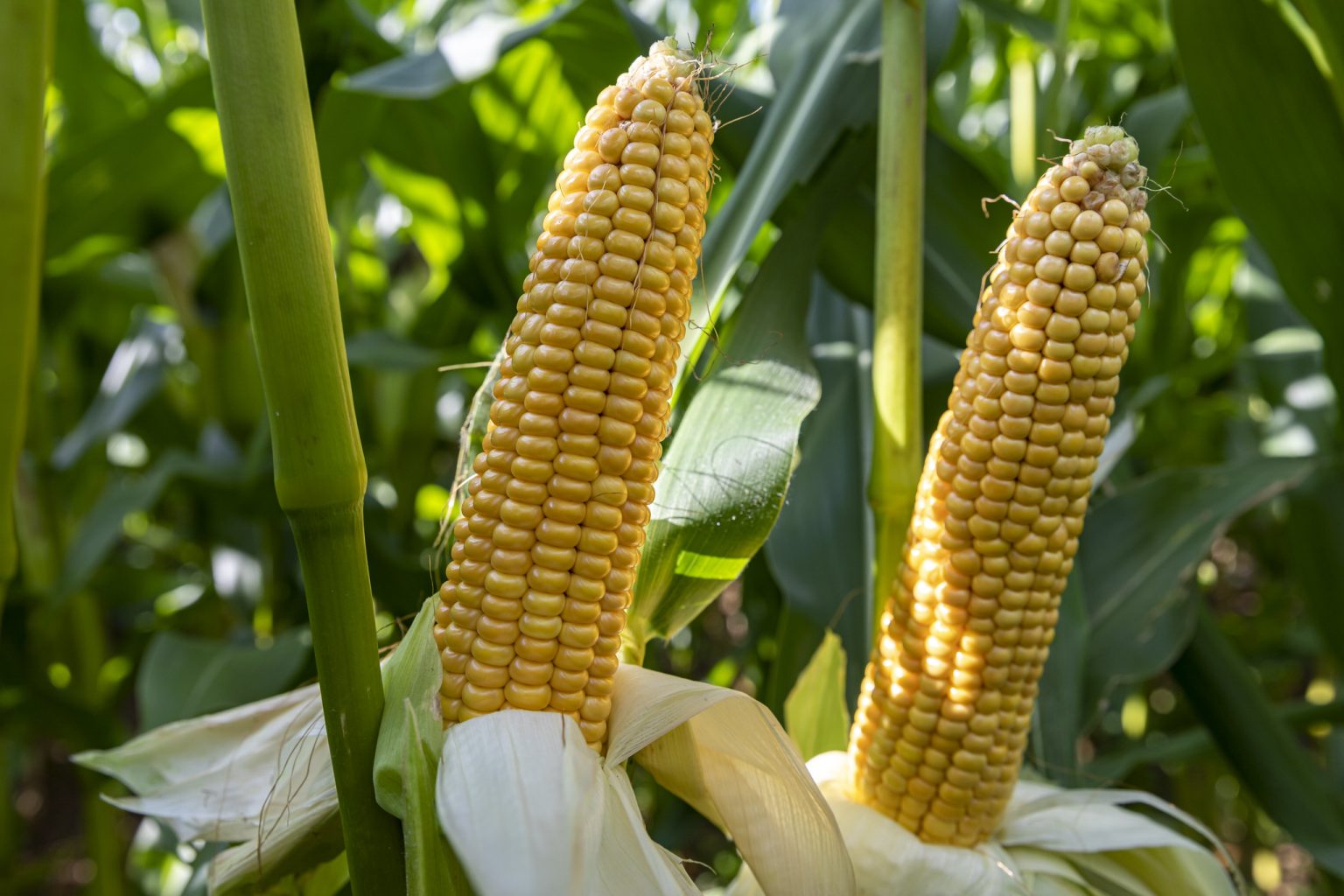 Maize - Hunt Agri Services : Hunt Agri Services