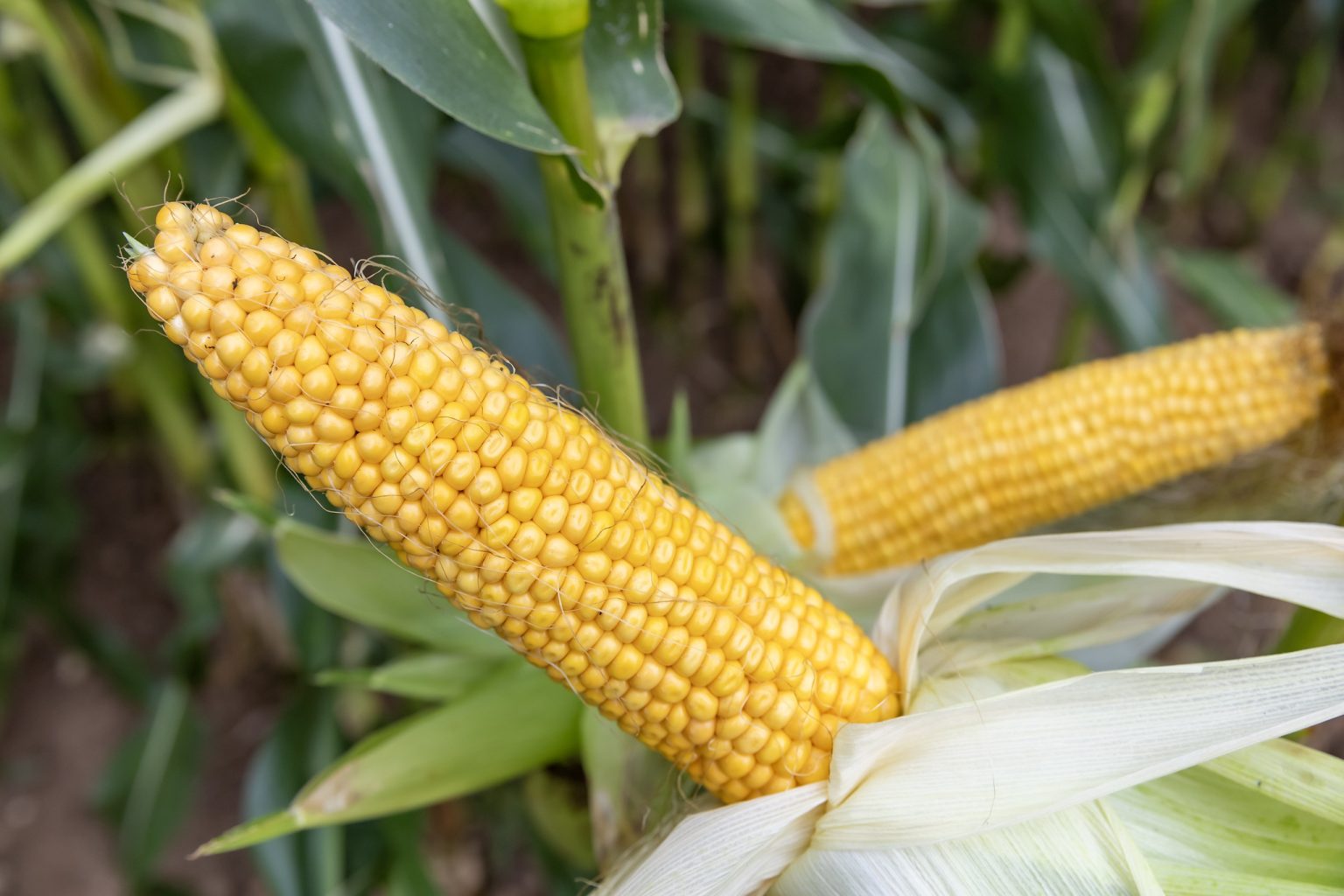 Maize - Hunt Agri Services : Hunt Agri Services